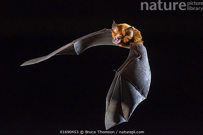 Stock photo of Eastern horseshoe bat (Rhinolophus megaphyllus) flying ...