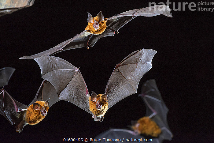 Stock photo of Eastern horseshoe bat (Rhinolophus megaphyllus) colony ...