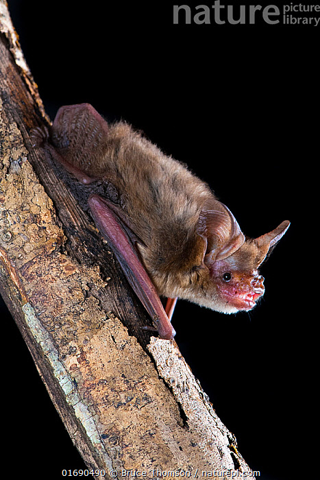 Stock photo of Arnhem long-eared bat (Nyctophilus arnhemensis) on tree ...