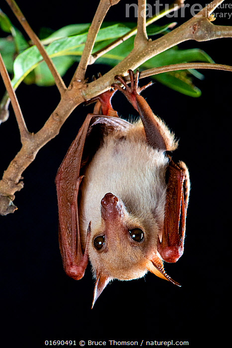 Stock photo of Northern blossom bat (Macroglossus minimus) hanging from ...