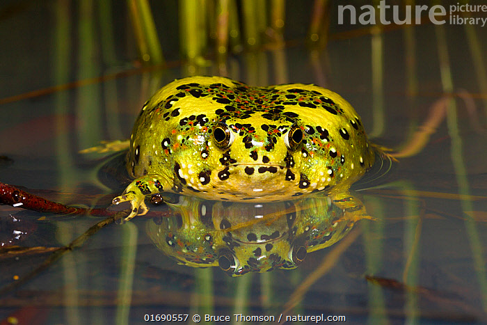 Stock photo of Crucifix toad / Holy cross frog (Notaden bennetti ...