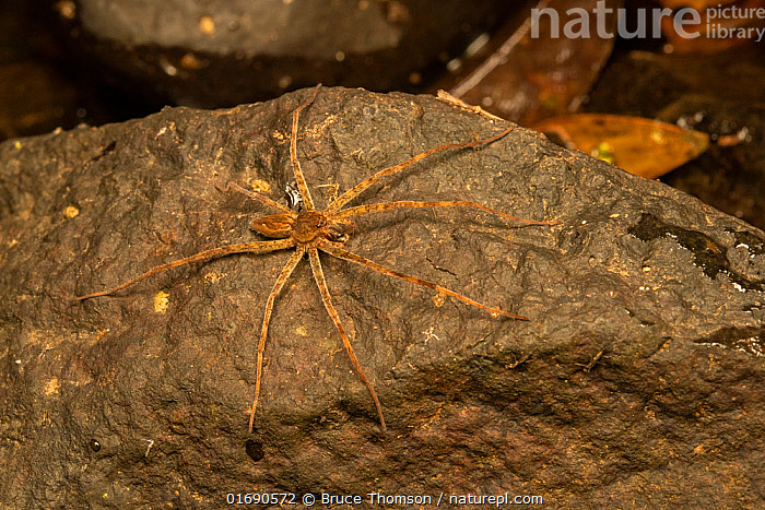 Stock photo of Female Giant water spider (Megadolomedes australianus ...