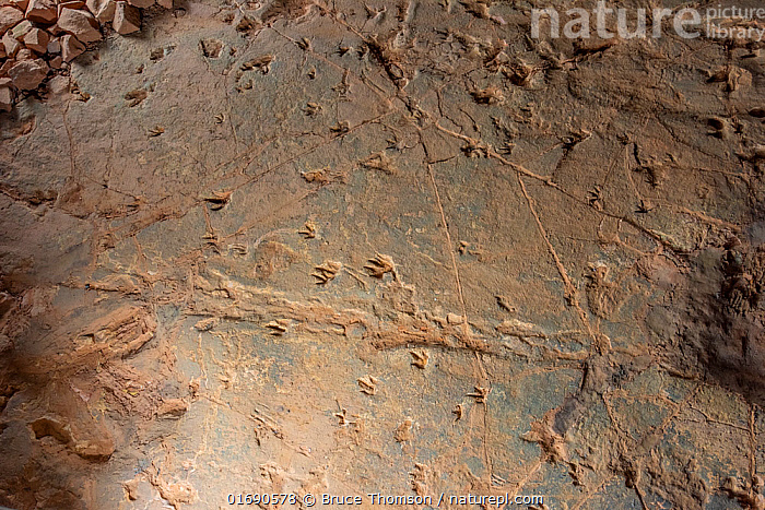 Stock photo of Dinosaur tracks, Skartopus and Wintonopus, preserved in ...