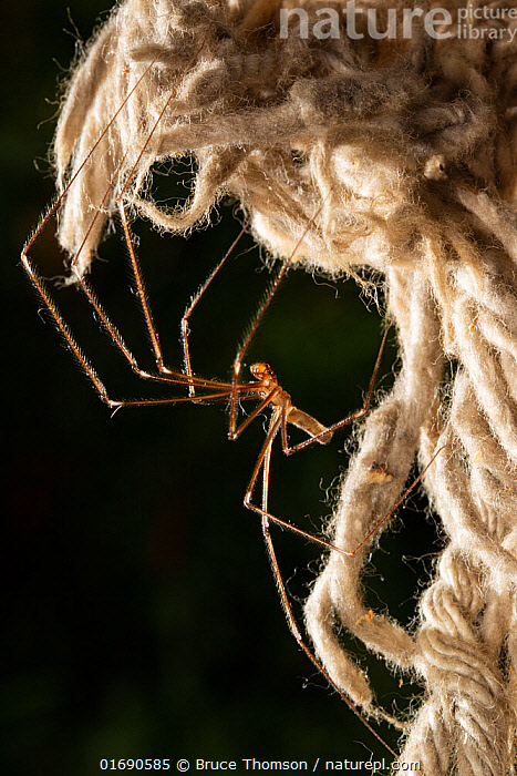 Stock photo of Daddy long-legs spider (Pholcus phalangioides) resting ...