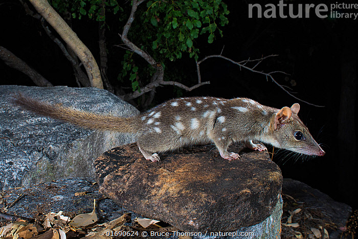 Stock photo of Northern quoll (Dasyurus hallucatus) walking over rocks ...