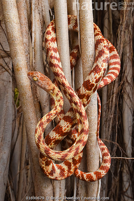 Stock photo of Brown tree snake (Boiga irregularis) coiled around tree ...