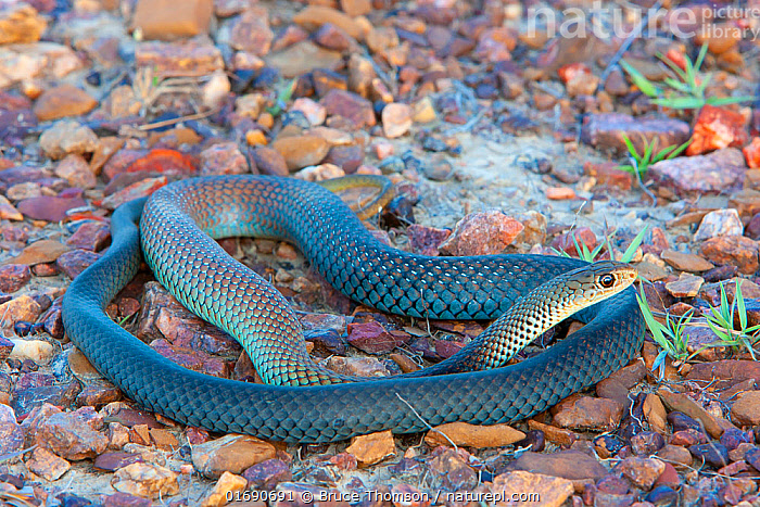 Stock photo of Lesser black whipsnake (Demansia vestigiata) enjoying ...