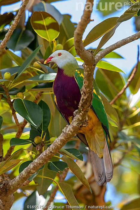 Stock photo of Wompoo pigeon / Fruit dove (Ptilinopus magnificus ...