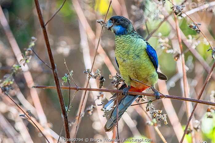 Stock photo of Northern rosella (Platycercus venustus) feeding on ...