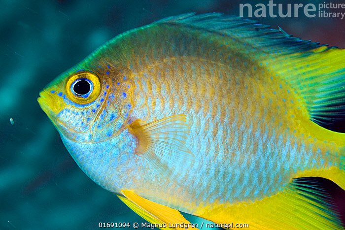 Stock photo of Ambon damselfish (Pomacentrus amboinensis) close up ...