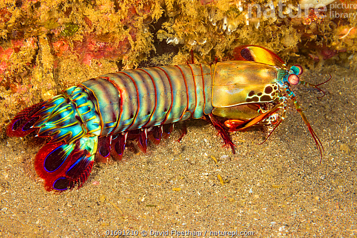Stock photo of Peacock mantis shrimp / Clown mantis shrimp ...