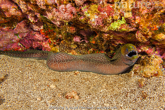 Stock photo of Undulated moray eel (Gymnothorax meleagris) swimming ...