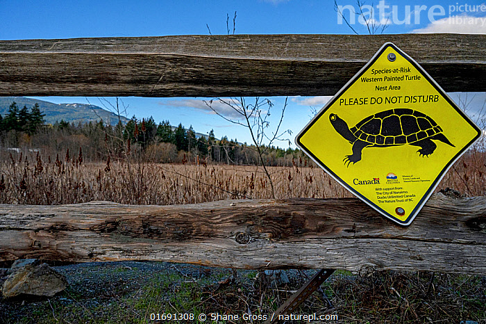Stock photo of A sign warning hikers of a Western painted turtle ...