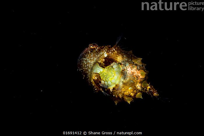 Stock photo of Pacific spiny lumpsucker (Eumicrotremus orbis) underside ...