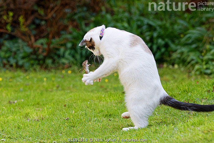 Stock photo of Snowshoe cat (Felis catus) playing with dead Long-tailed ...