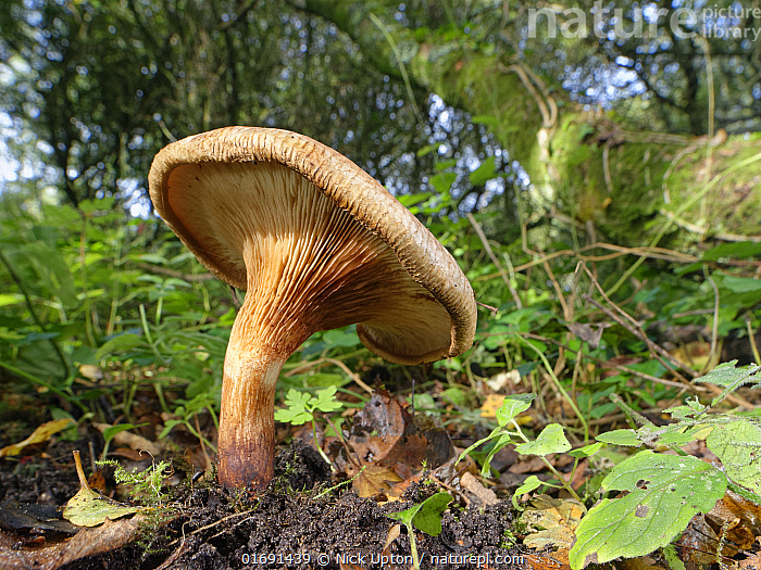 Stock photo of Brown roll-rim mushroom (Paxillus involutus) growing in ...