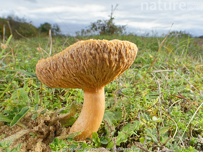 Stock photo of Milkcap mushroom (Russulaceae sp.) infected with another ...