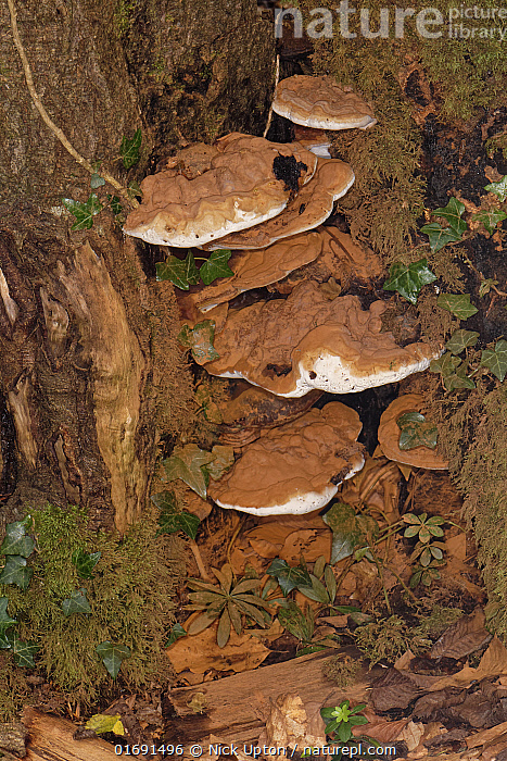 Stock photo of Southern bracket fungi (Ganoderma australe) releasing ...
