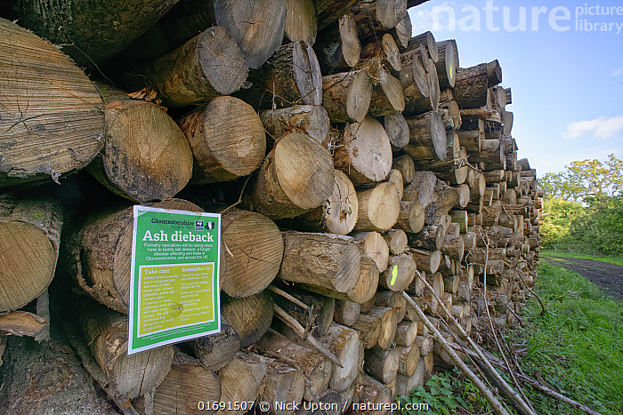 Stock photo of Stack of Common ash (Fraxinus excelsior) tree trunks ...