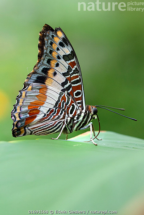 Stock photo of Giant emperor butterfly (Charaxes castor) resting on ...