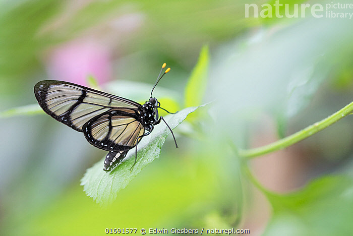 Stock photo of Melantho tigerwing butterfly (Thyridia psidii) resting ...