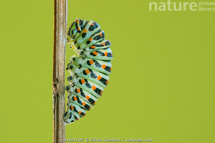 Stock photo of Swallowtail butterfly (Papilio machaon) caterpillar ...