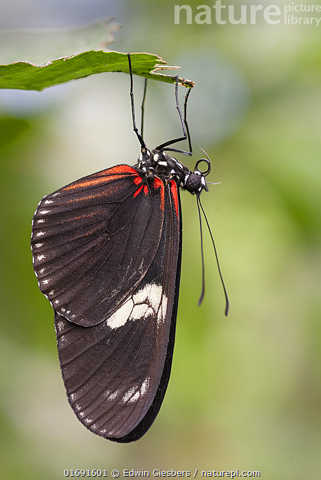 Stock photo of Common postman butterfly (Heliconius melpomene) resting ...
