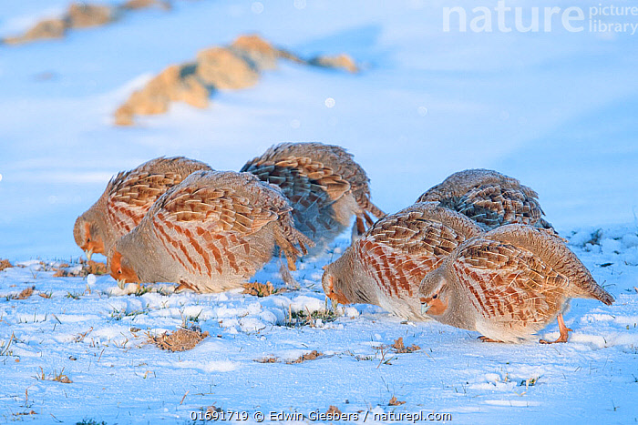 Stock photo of Group of Grey partridge (Perdix perdix) pecking and ...