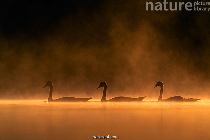 Stock photo of Juvenile Mute swan (Cygnus olor) in early morning light ...