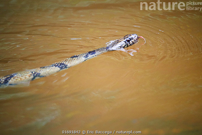 Stock photo of Banded water cobra (Naja annulata) swimming, Conkouati ...