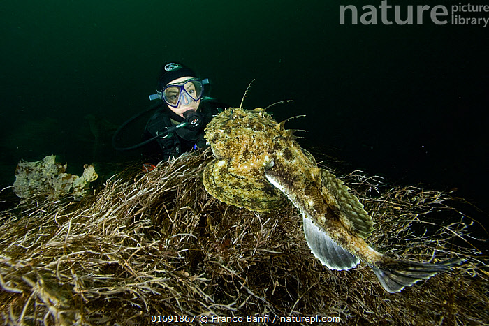 Monkfish Underwater