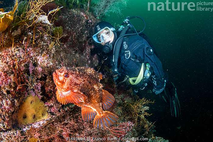 Stock photo of Scuba diver observing male Lumpsucker (Cyclopterus ...