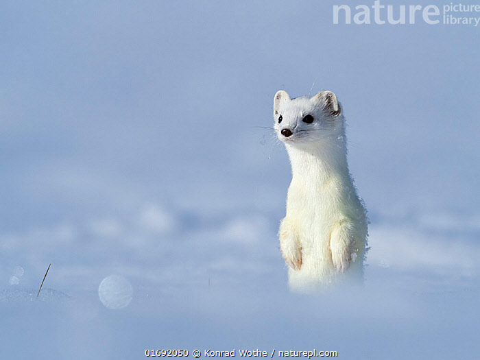Stock photo of Stoat (Mustela erminea) in white winter coat standing ...