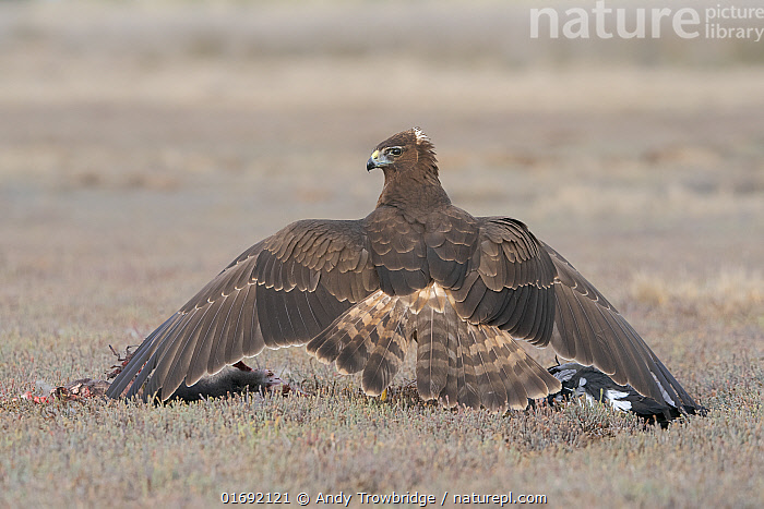 Stock photo of Swamp harrier / Australasian harrier (Circus approximans ...