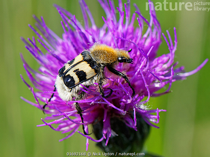 Stock photo of Bee beetle (Trichius fasciatus) a bumblebee mimicking ...