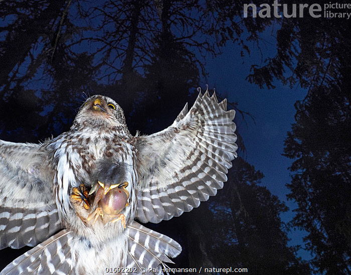 Stock photo of Pygmy owl (Glaucidium passerinum) in flight, holding its ...