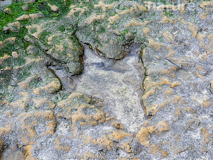 Stock photo of A Sauropod dinosaur footprint in mudstone, An Corran ...