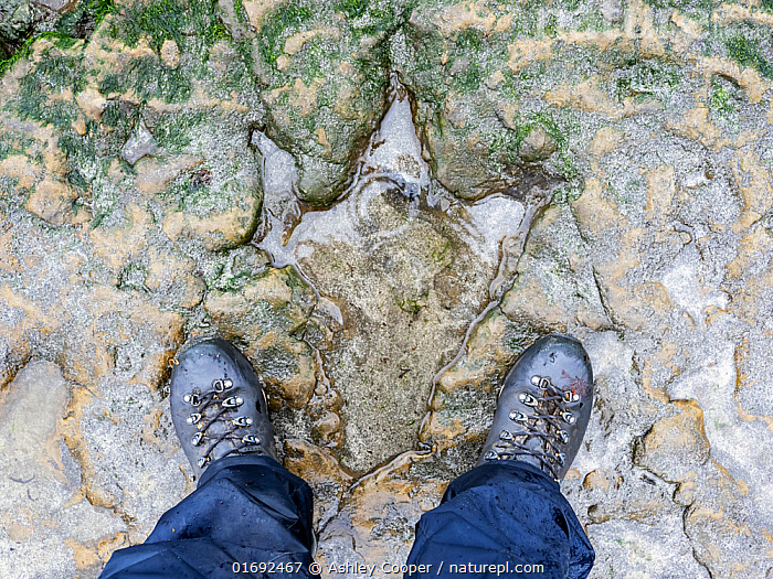 Stock photo of A Sauropod dinosaur footprint in mudstone, next to mans ...