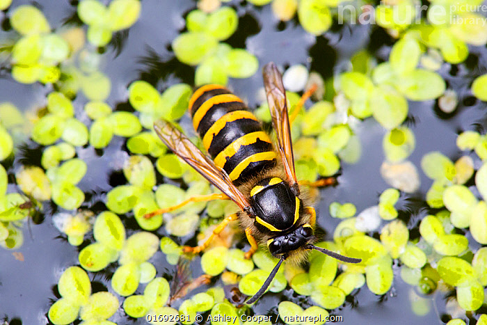 Stock photo of Wasp (Vespula vulgaris) drinking from a garden pond ...
