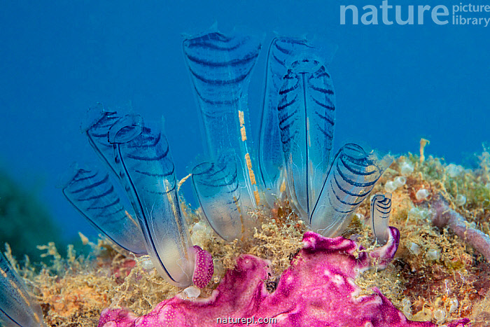 Stock photo of Colony of Blue club tunicate /Sea squirt (Rhopalaea ...