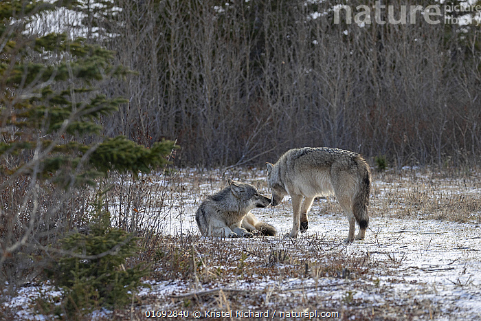 Stock photo of Alpha male Timber wolf (Canis lupus lycaon) greeting ...
