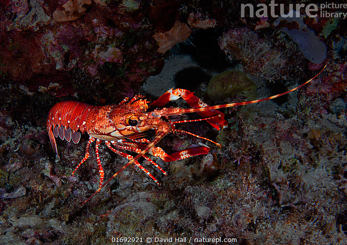 Stock photo of Red banded lobster (Justitia longimanus) walking across ...