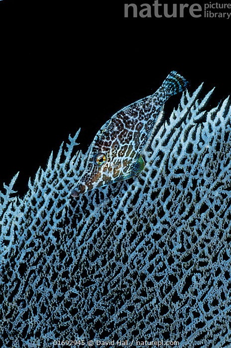 Stock photo of Slender filefish (Monacanthus tuckeri) changing color ...