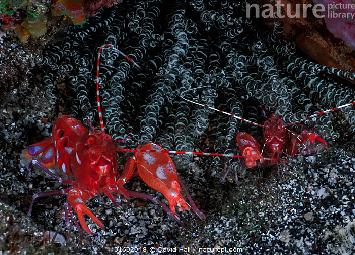 Stock photo of Red snapping shrimp (Alpheus spp.) commensal species ...