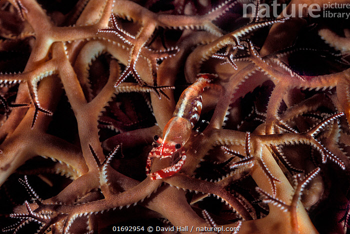 Stock photo of Tiny Basket star shrimp (Periclimenes perryae ...