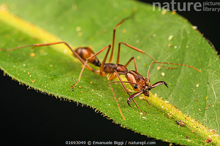 Stock photo of Trap-jaw ant (Odontomachus hastatus) which has the ...