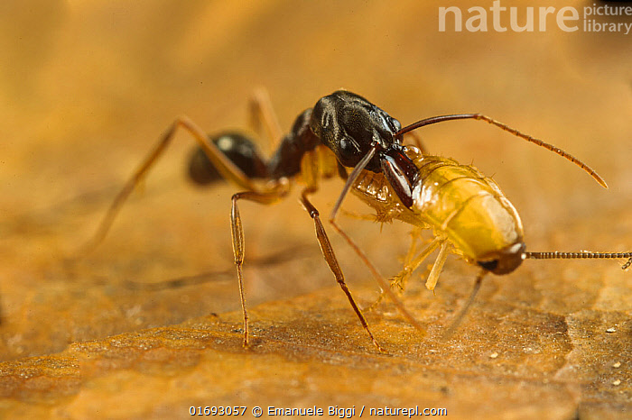 Stock photo of Trap jaw ants (Odontomachus sp.) preying upon a ...