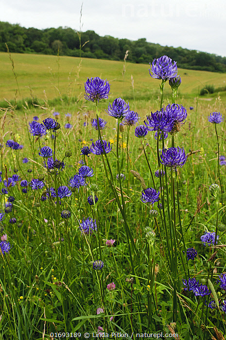 Stock photo of Wildflower meadow with Round-headed rampion (Phyteuma ...