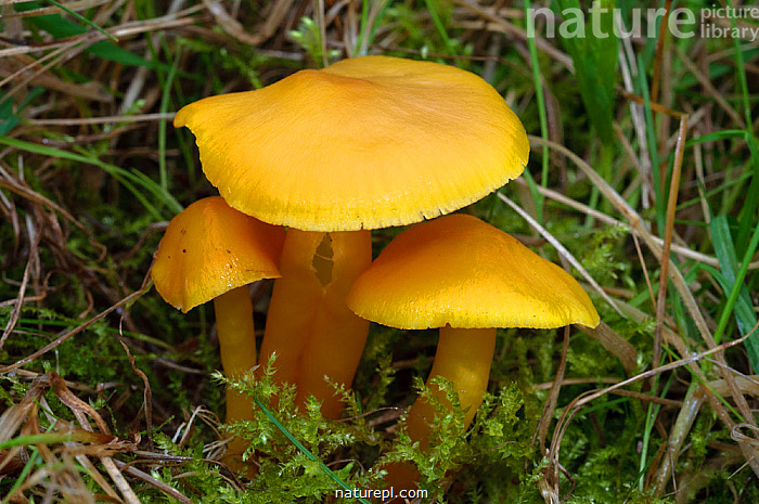 Stock photo of Golden waxcap mushroom (Hygrocybe chlorophana), Selsdon ...