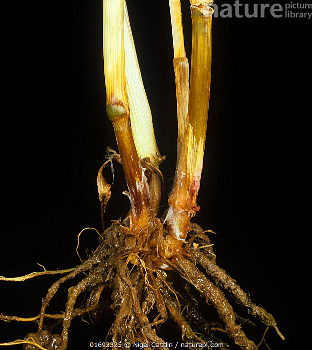 Stock photo of Fusarium footrot (Fusarium culmorum) mycelium, red ...